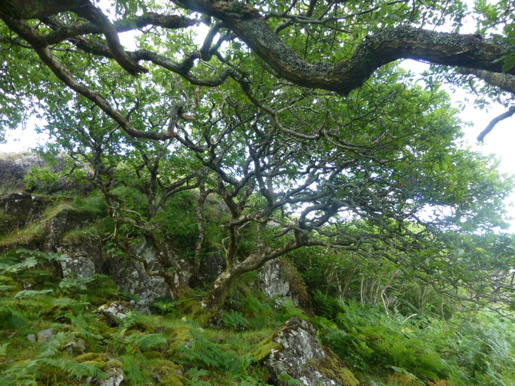 Oaks in Scotland: An Unresolved Question? | International Oak Society