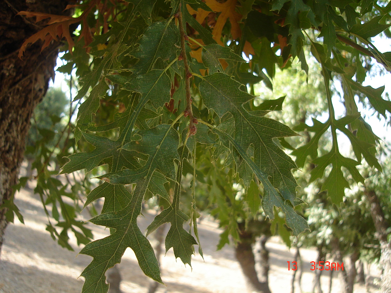 Species Spotlight: Quercus carduchorum K.Koch | International Oak Society