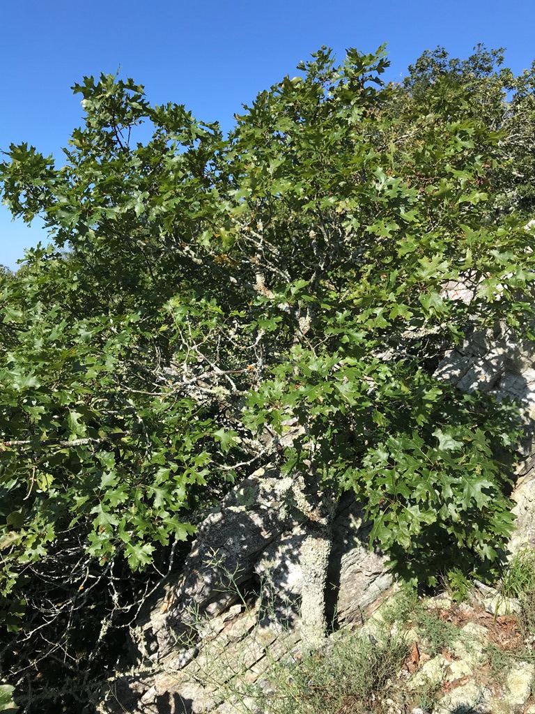 In Search of an Endangered Species: Quercus acerifolia | International ...